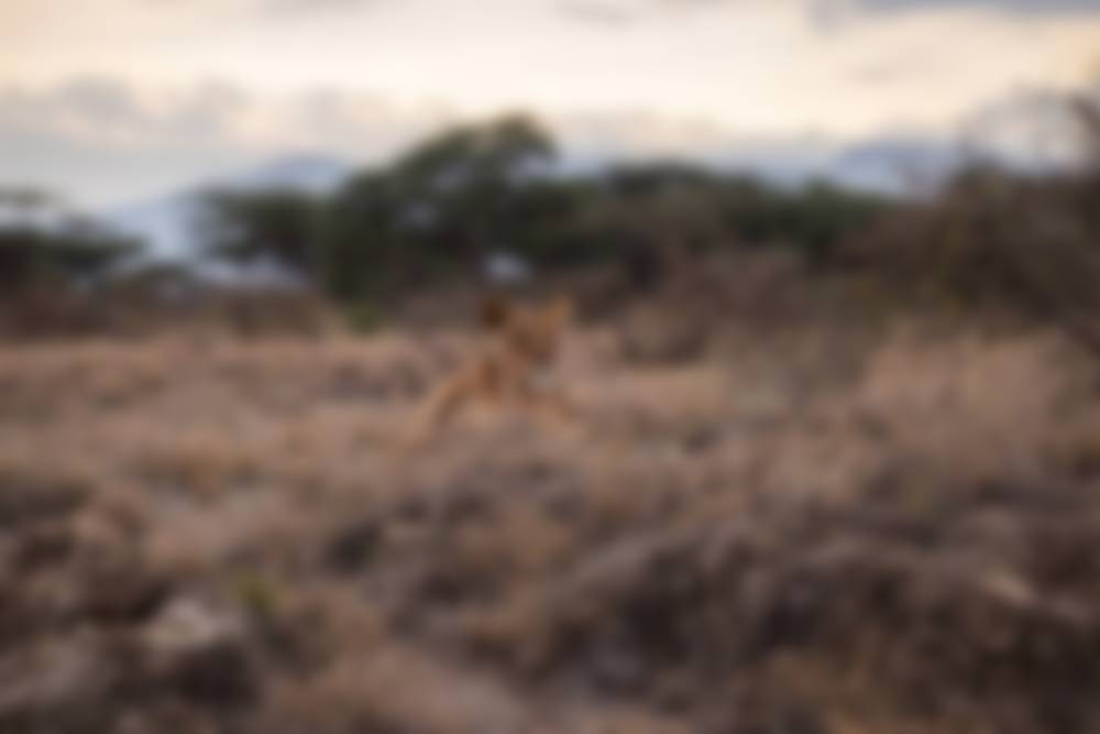 Portfolios Archive | Compass Rose