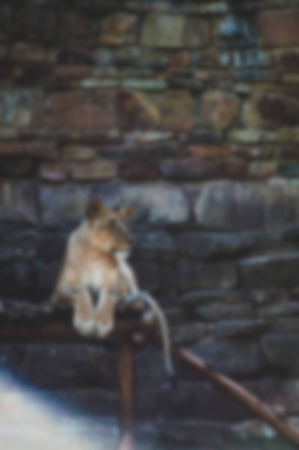 Portfolios Archive | Compass Rose